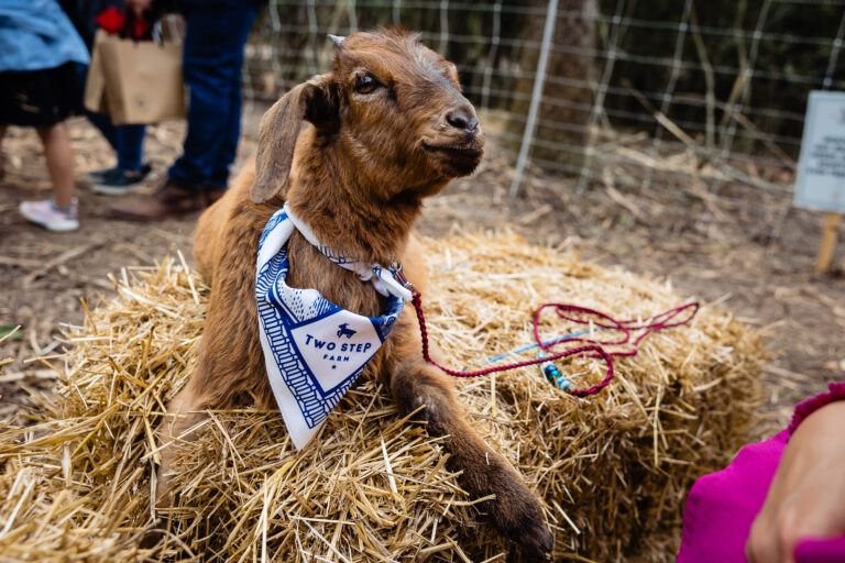 Say 'Hi' to the Herd: Introducing the Two Step Farm Goats - Two Step Farm