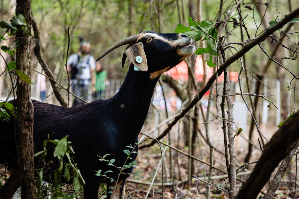 Say 'Hi' to the Herd: Introducing the Two Step Farm Goats - Two Step Farm
